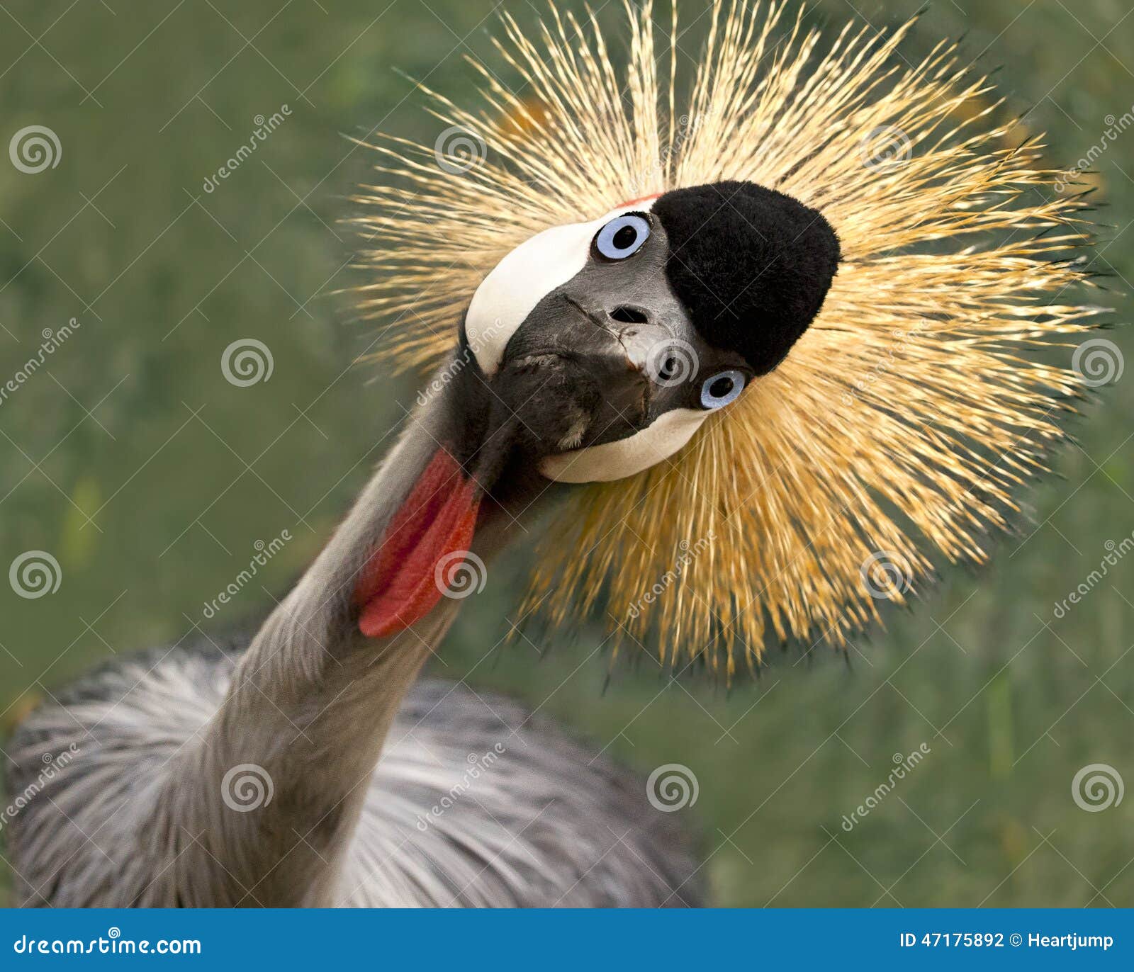 Dummer Vogel Stock Photos - Download 13 Images