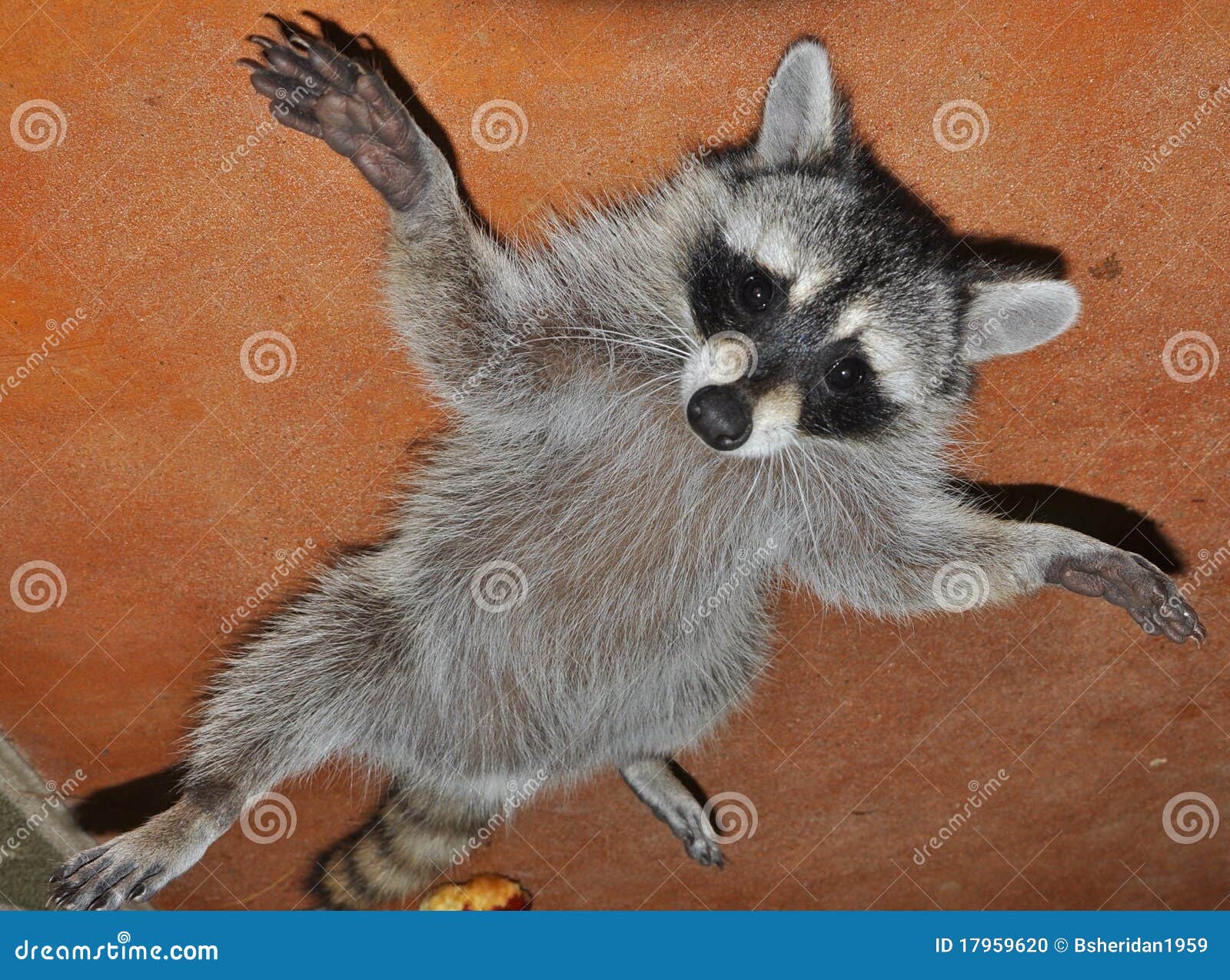 Dummer Waschbär stockfoto. Bild von jugendlich, wildnis - 17959620