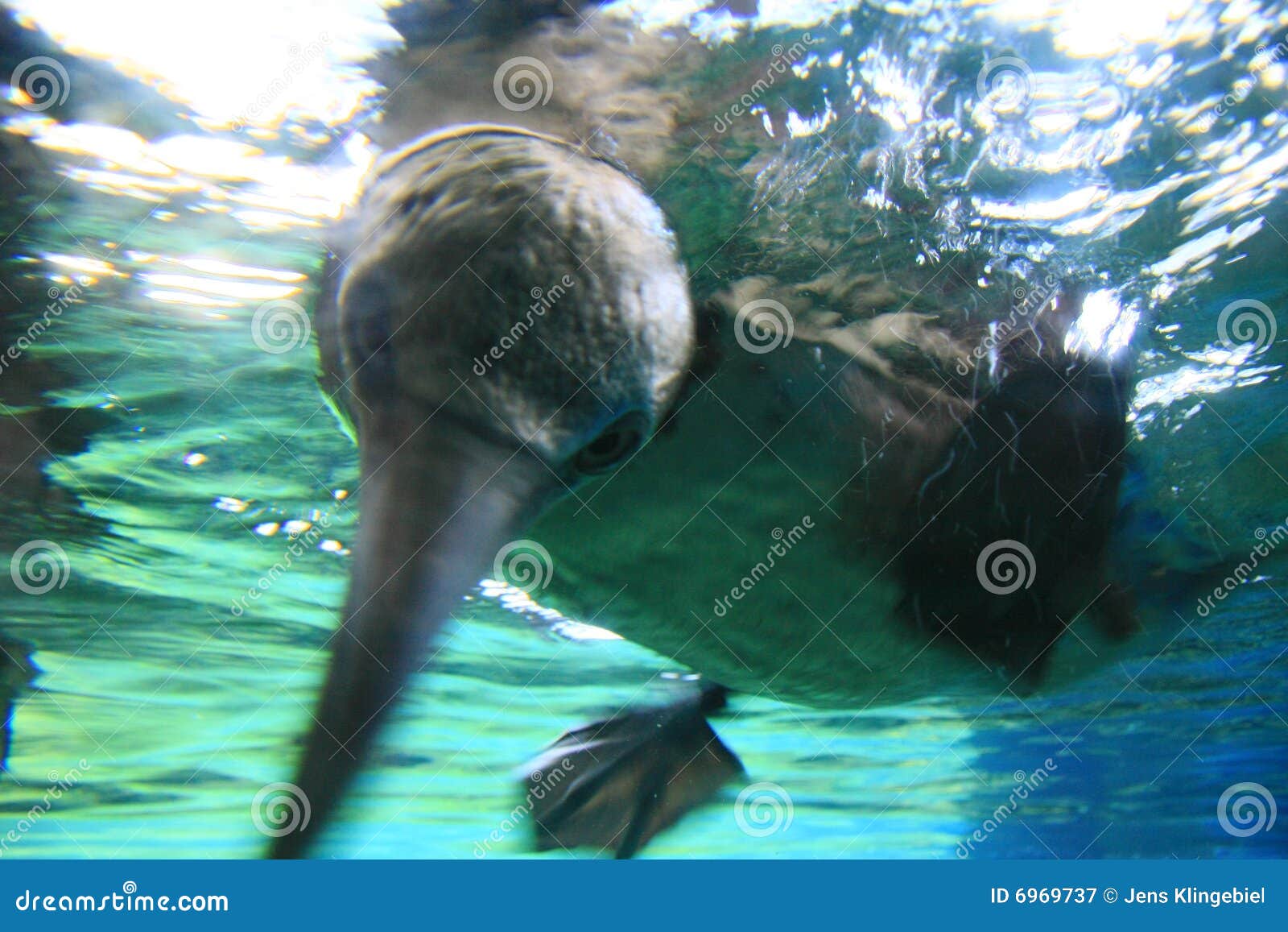 Dummkopf stockbild. Bild von stimmung, tropisch, vorbehalt - 6969737