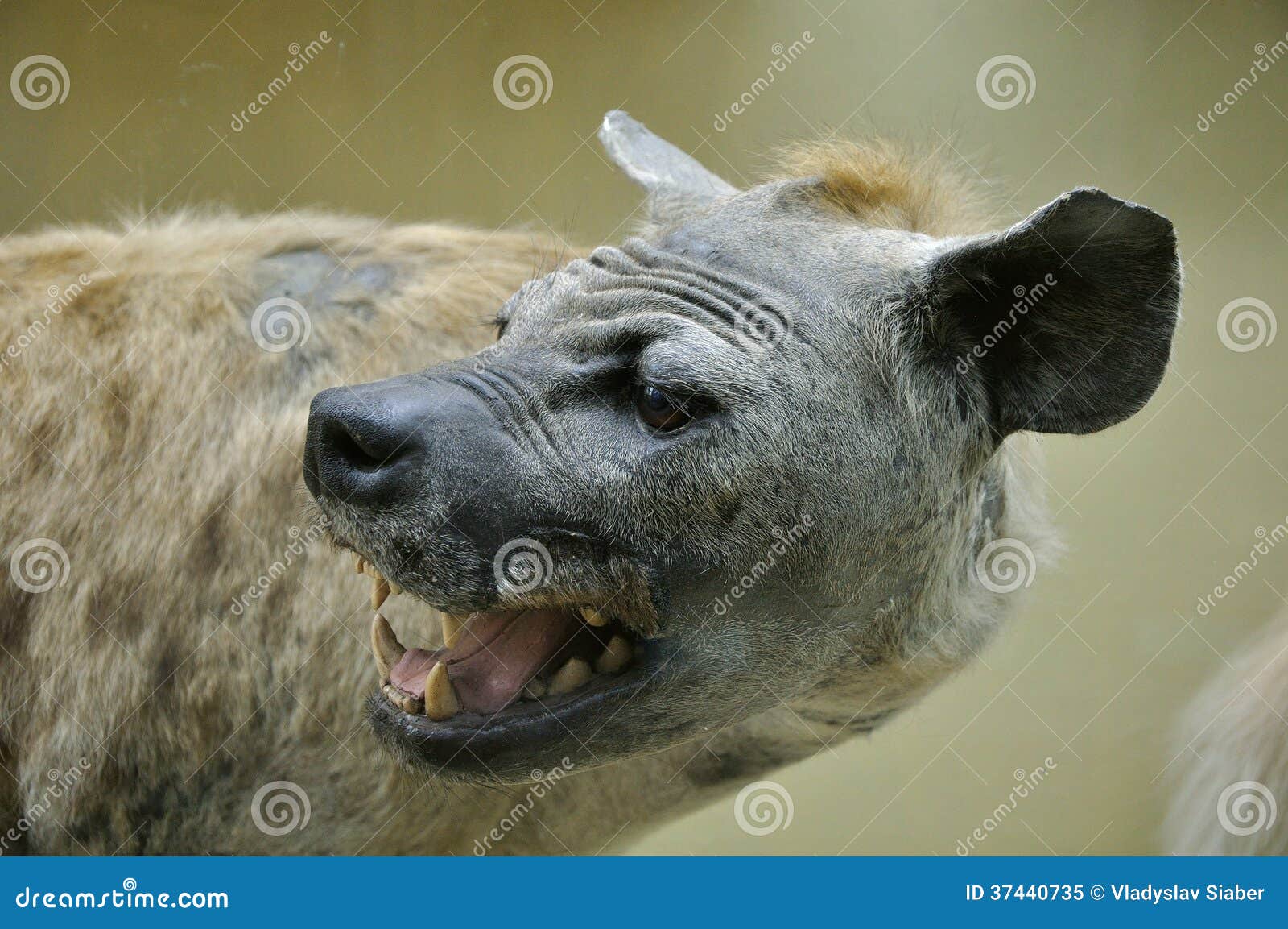 African Hyena Pet