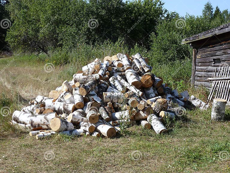 Dumped in a Common Pile Sawn into Huge Pieces of Birch Tree Stock Image ...