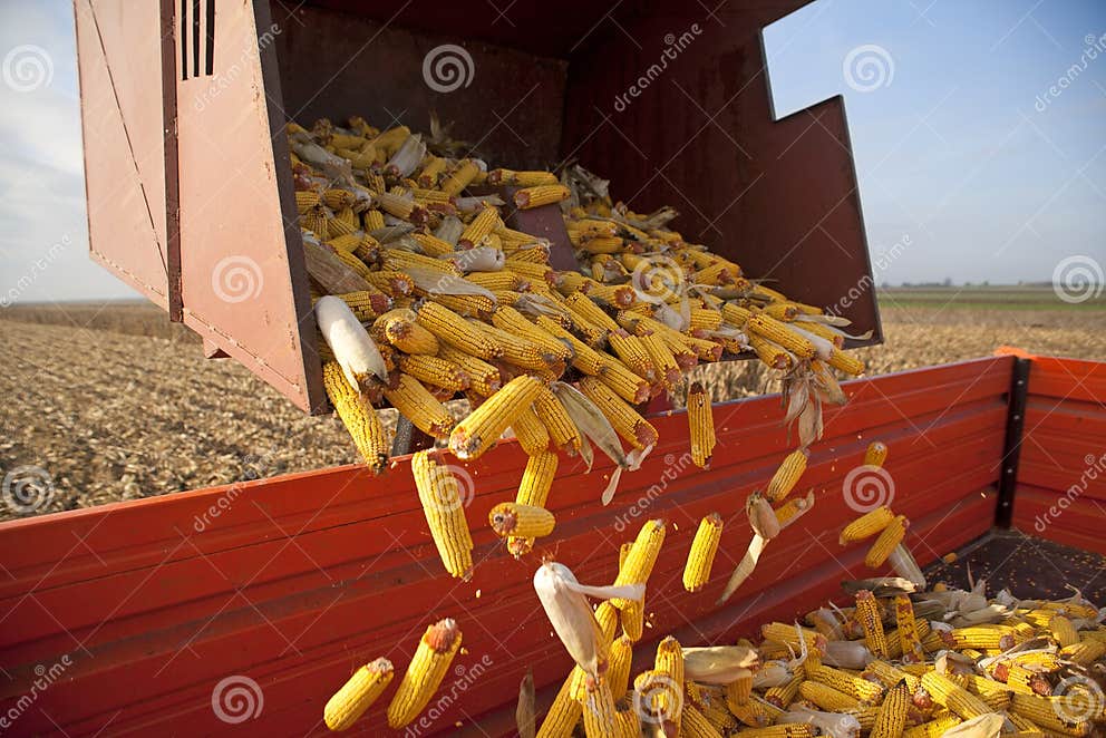 Dumping the corn cobs stock image. Image of crop, corn - 35353245