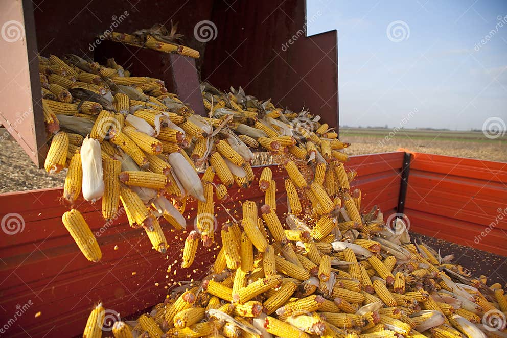Dumping the corn cobs stock photo. Image of picking, plant - 35353276