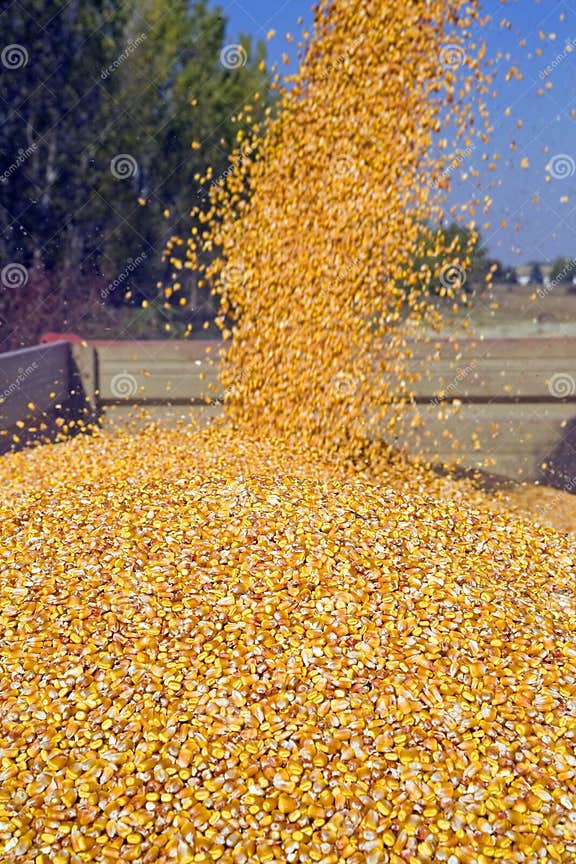 Dumping corn seeds stock photo. Image of closeup, grain - 21773712