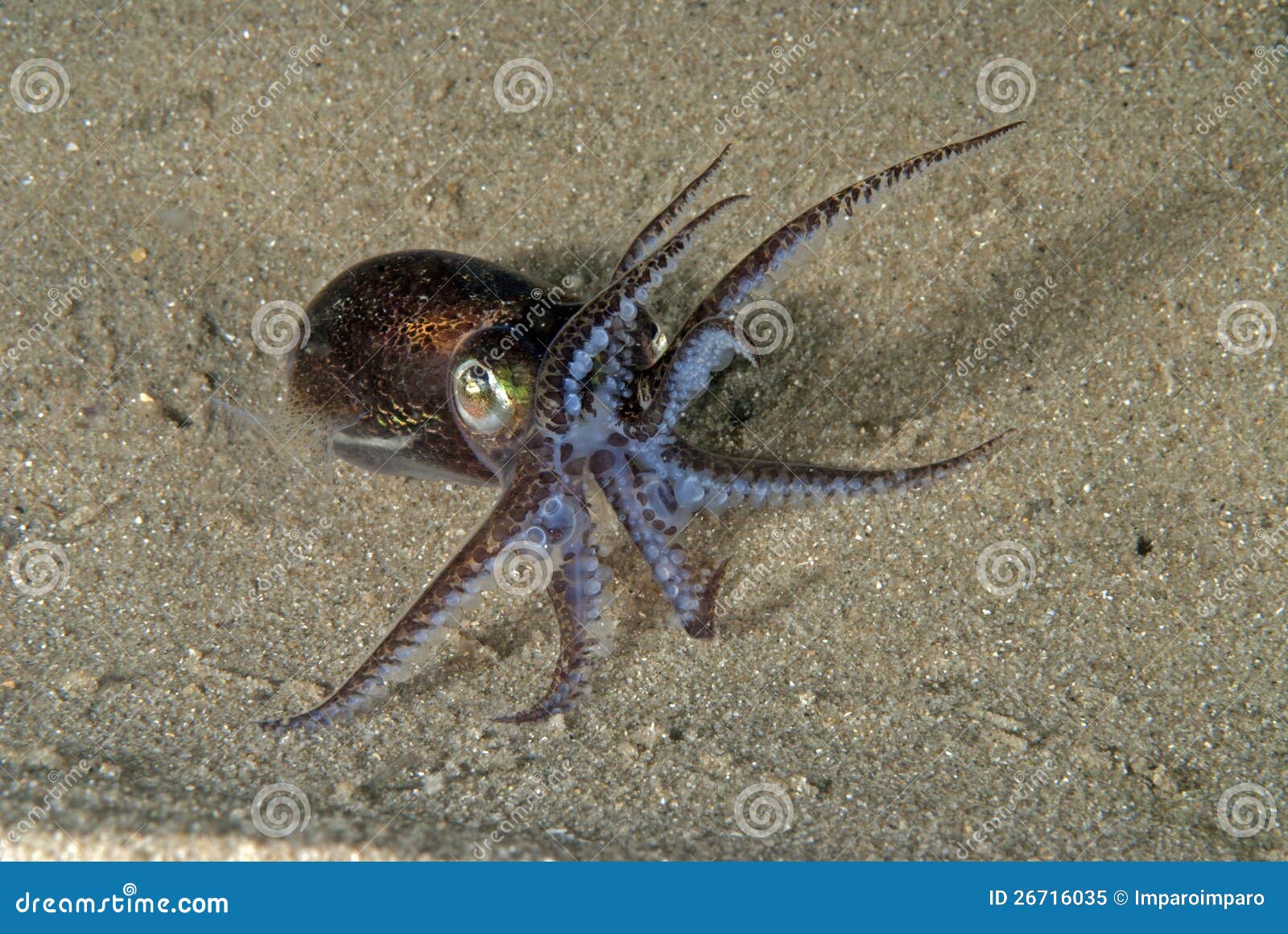 Dumpling squid stock image. Image of bobtail, squid, tentacles - 26716035