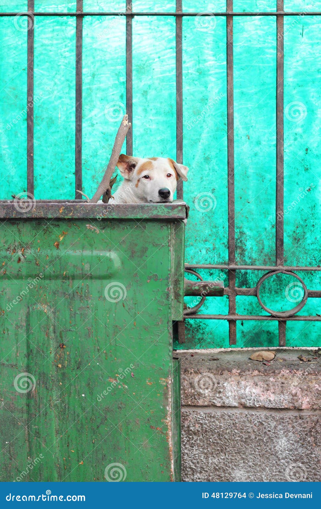 Dumpster Dog stock photo. Image of face, homeless, food - 48129764