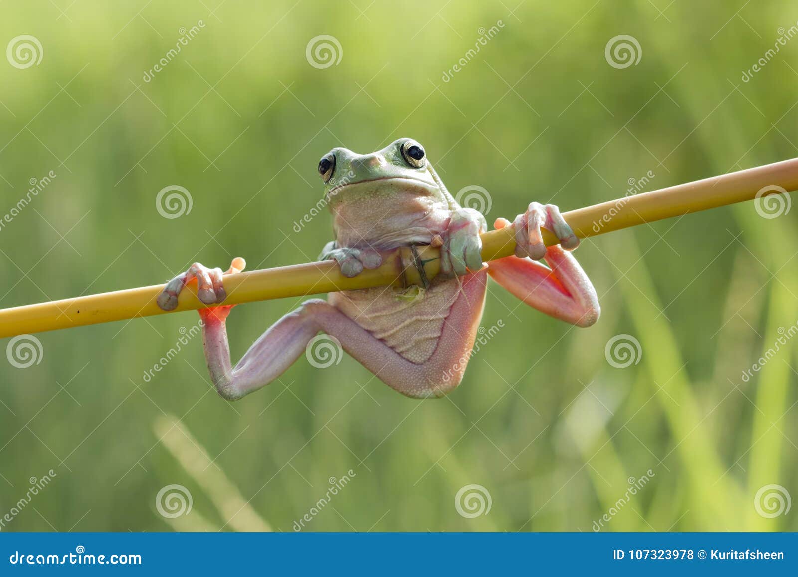 Tree Frog, Dumpy Frog, Frogs Stock Photo - Image of living, animal ...