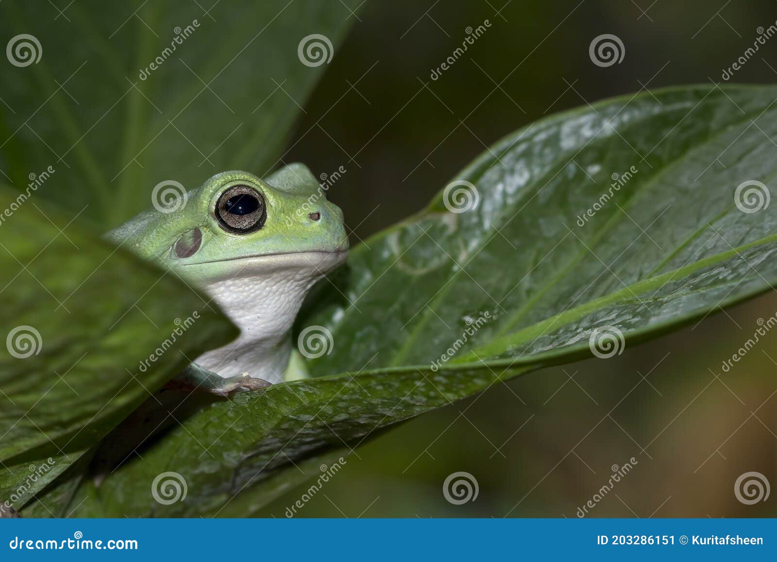 Dumpy Frog Closeup on Green Leaves Stock Image - Image of forest, eyes ...