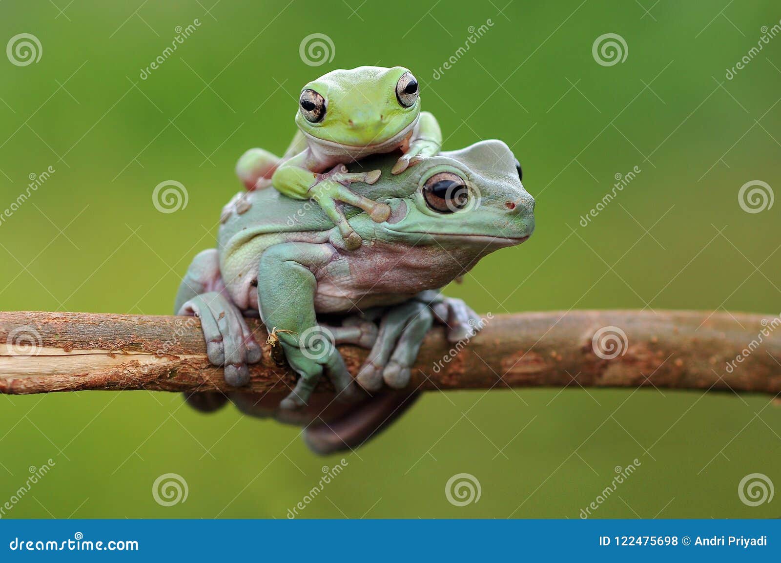 Dumpy tree frog stock photo. Image of frogs, walking - 122475698