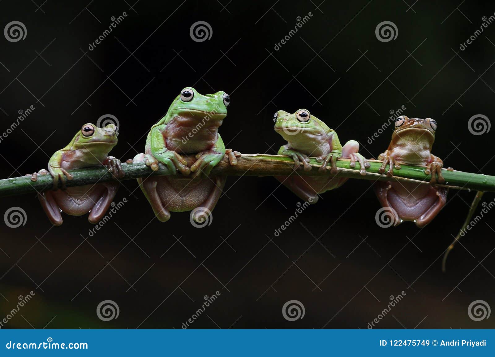 Dumpy tree frog stock image. Image of walking, amphibi - 122475749