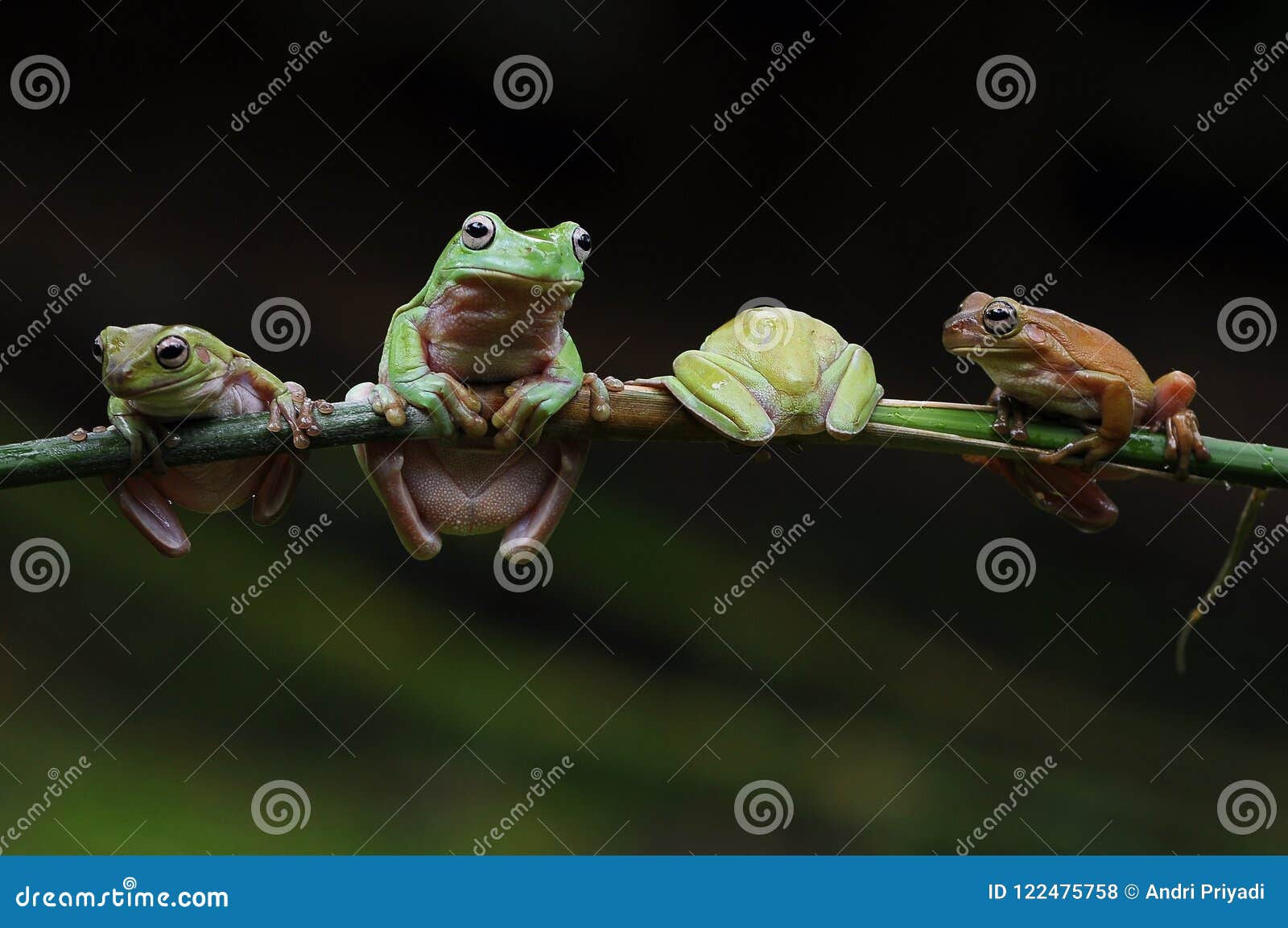 Dumpy tree frog stock photo. Image of snail, amphibi - 122475758