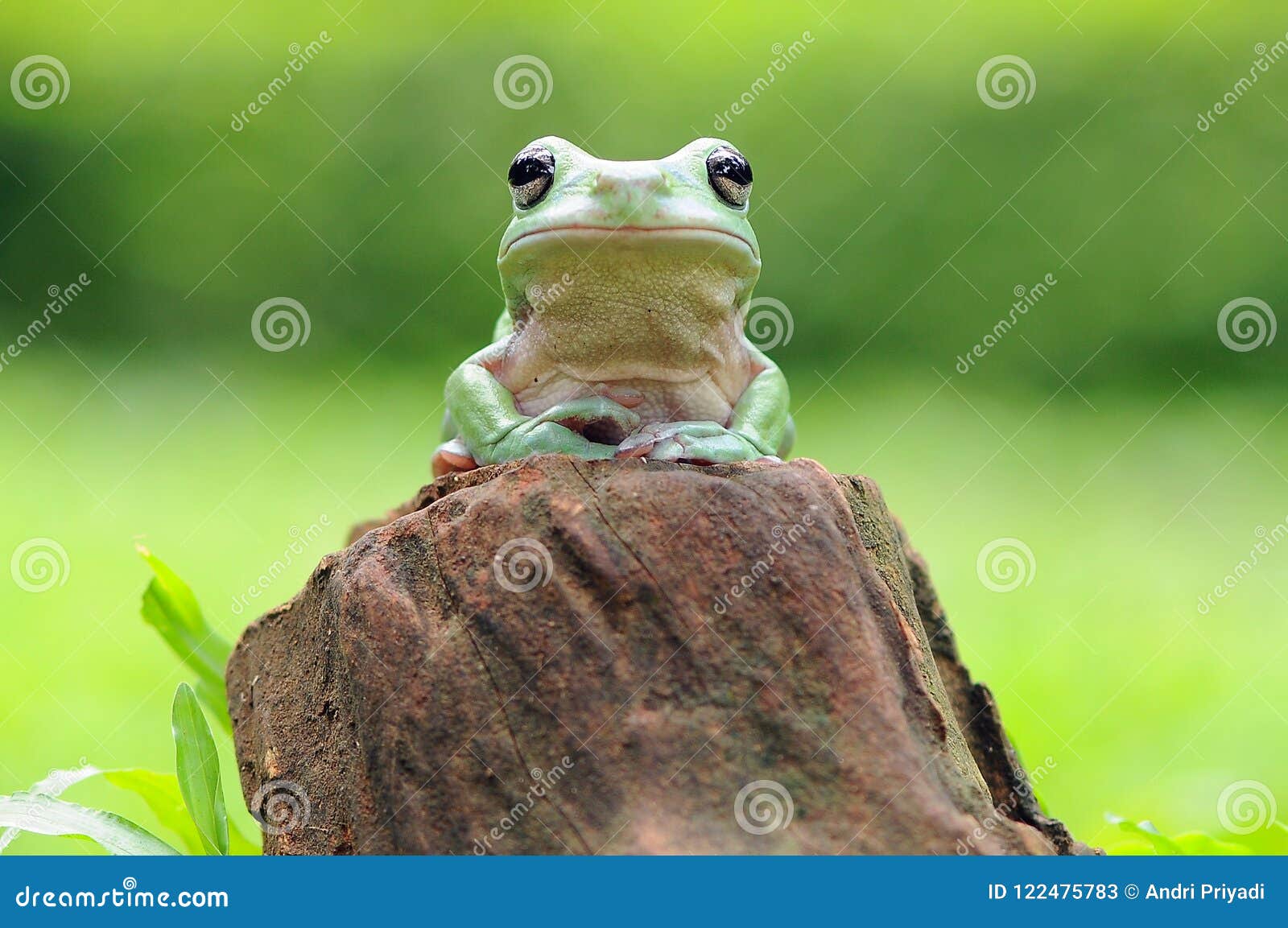 Dumpy tree frog stock image. Image of amphibi, baby - 122475783