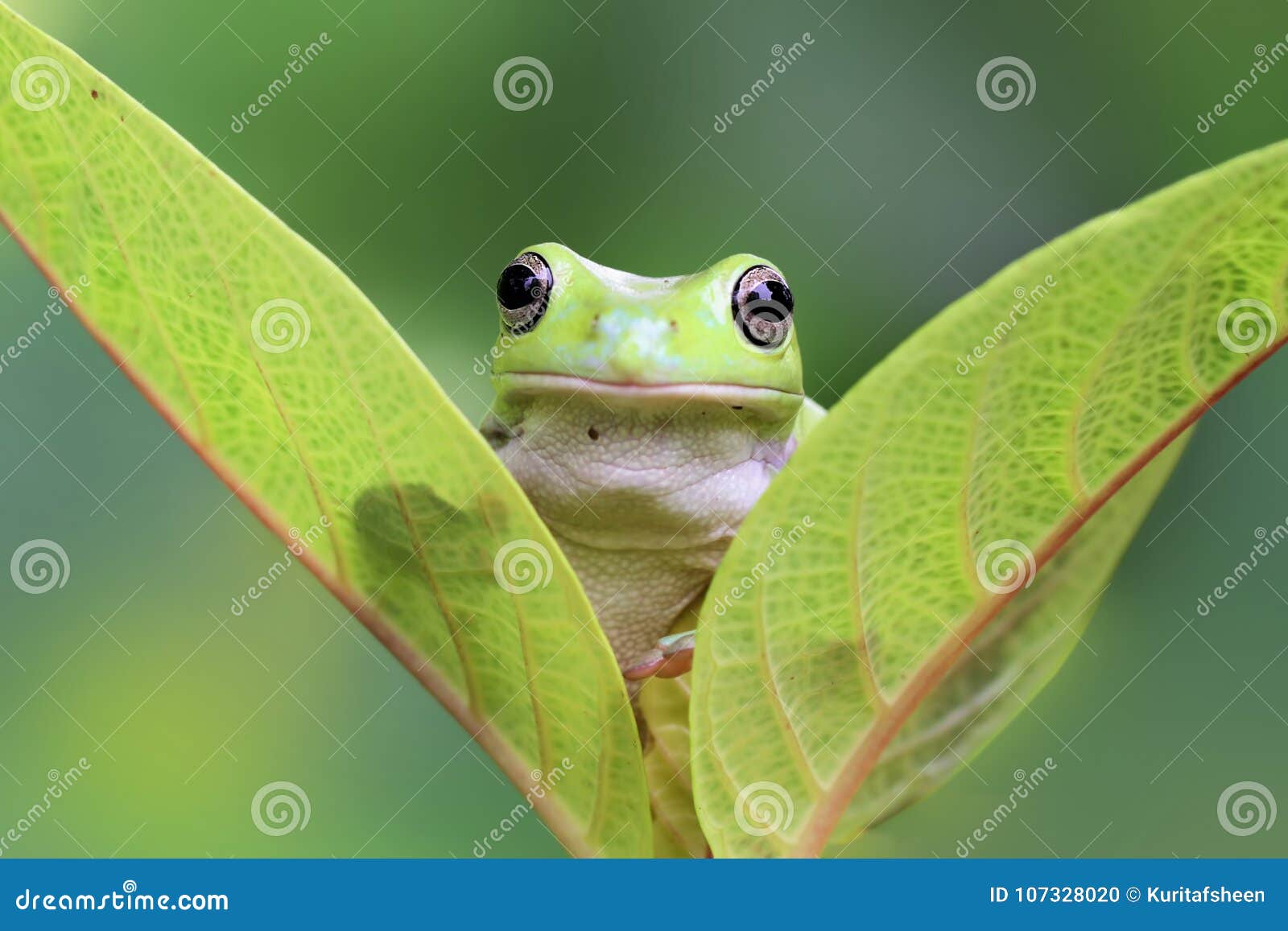 Tree Frog, Dumpy Frog on Leaf Stock Photo - Image of life, australia ...