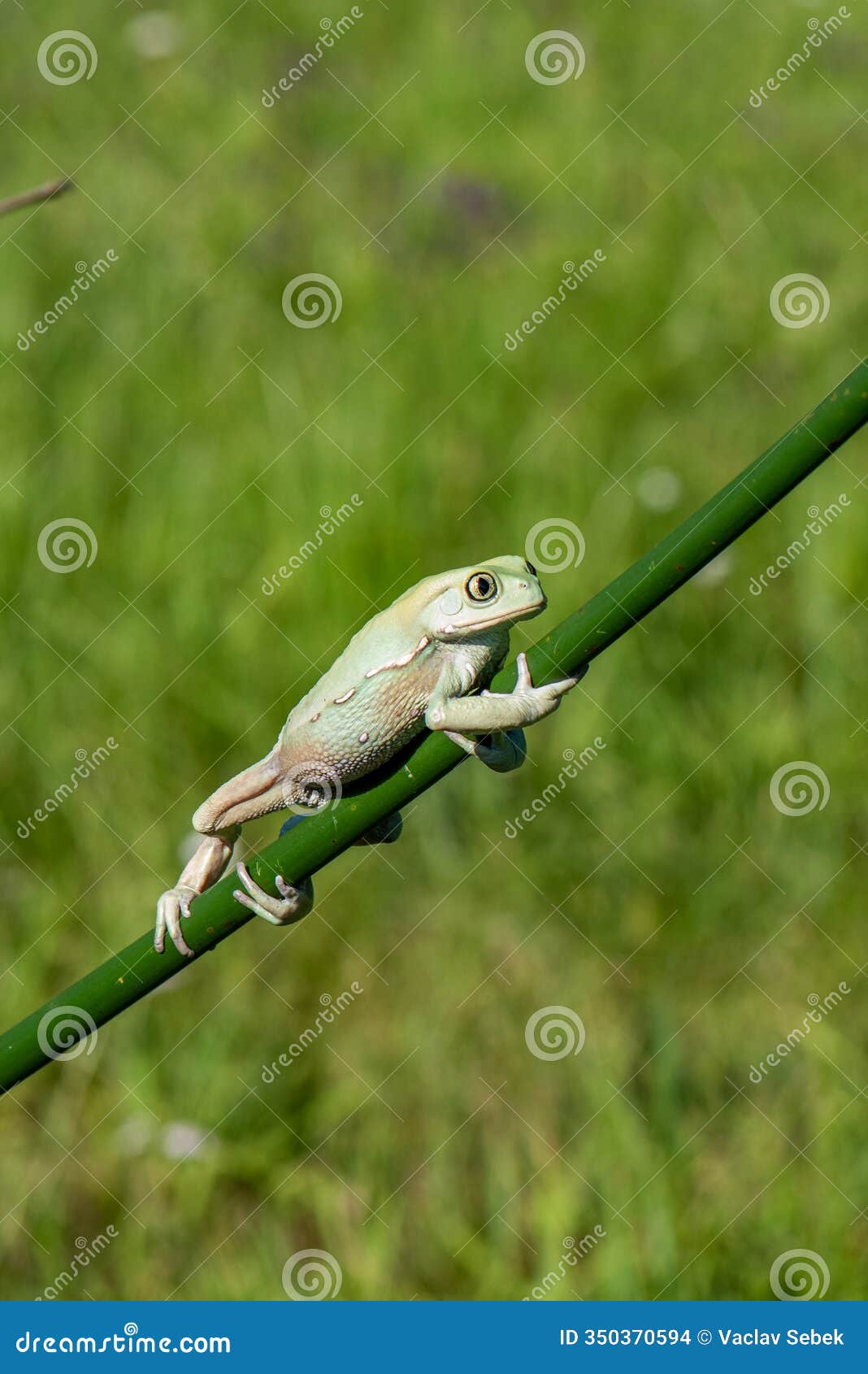 Dumpy Frog (Litoria Caerulea) Stock Photo - Image of jump, leaf: 350370594