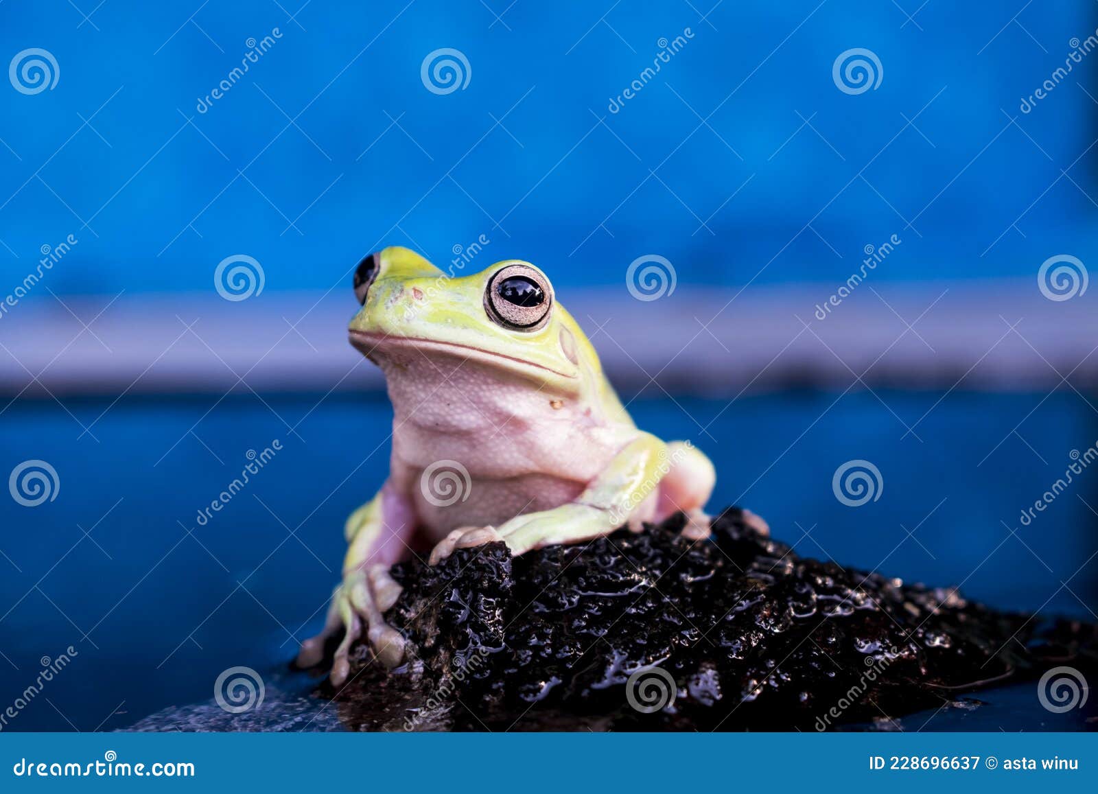 Dumpy Frog, Posing from the Front Stock Image - Image of frogposing ...