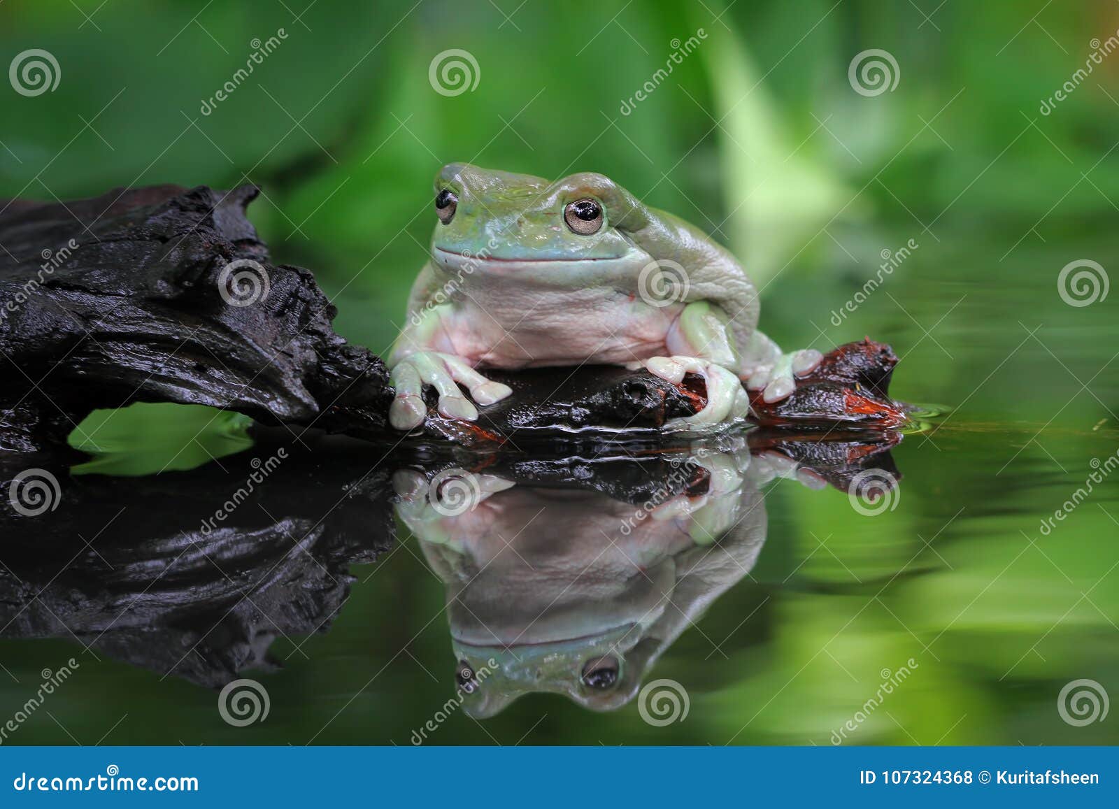 Dumpy Frog, Tree Frog, Big Dumpy Frog Stock Photo - Image of green ...