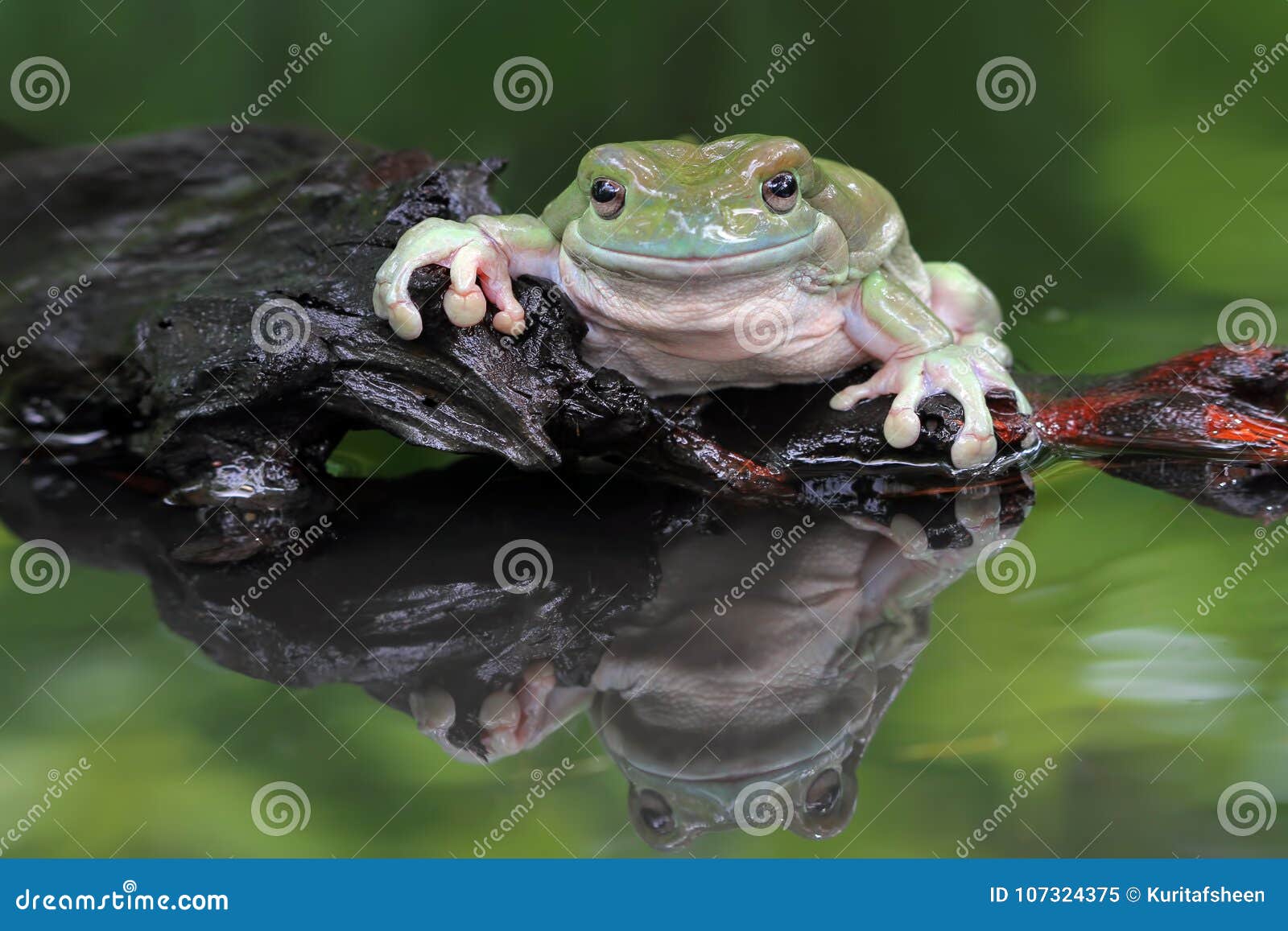 Dumpy Frog, Tree Frog, Big Dumpy Frog Stock Image - Image of closeup ...