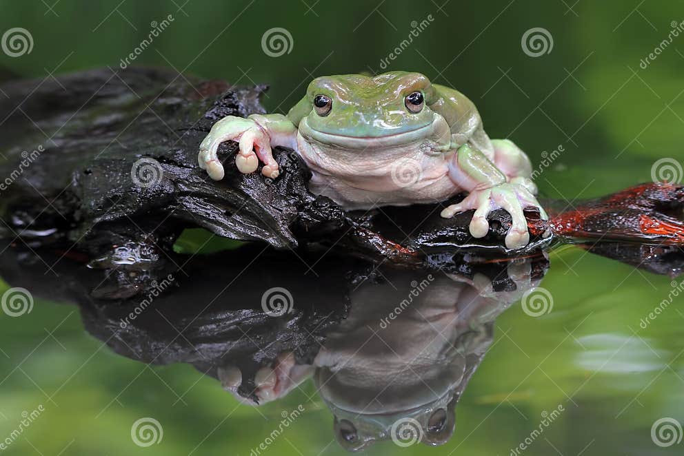 Dumpy Frog, Tree Frog, Big Dumpy Frog Stock Image - Image of closeup ...