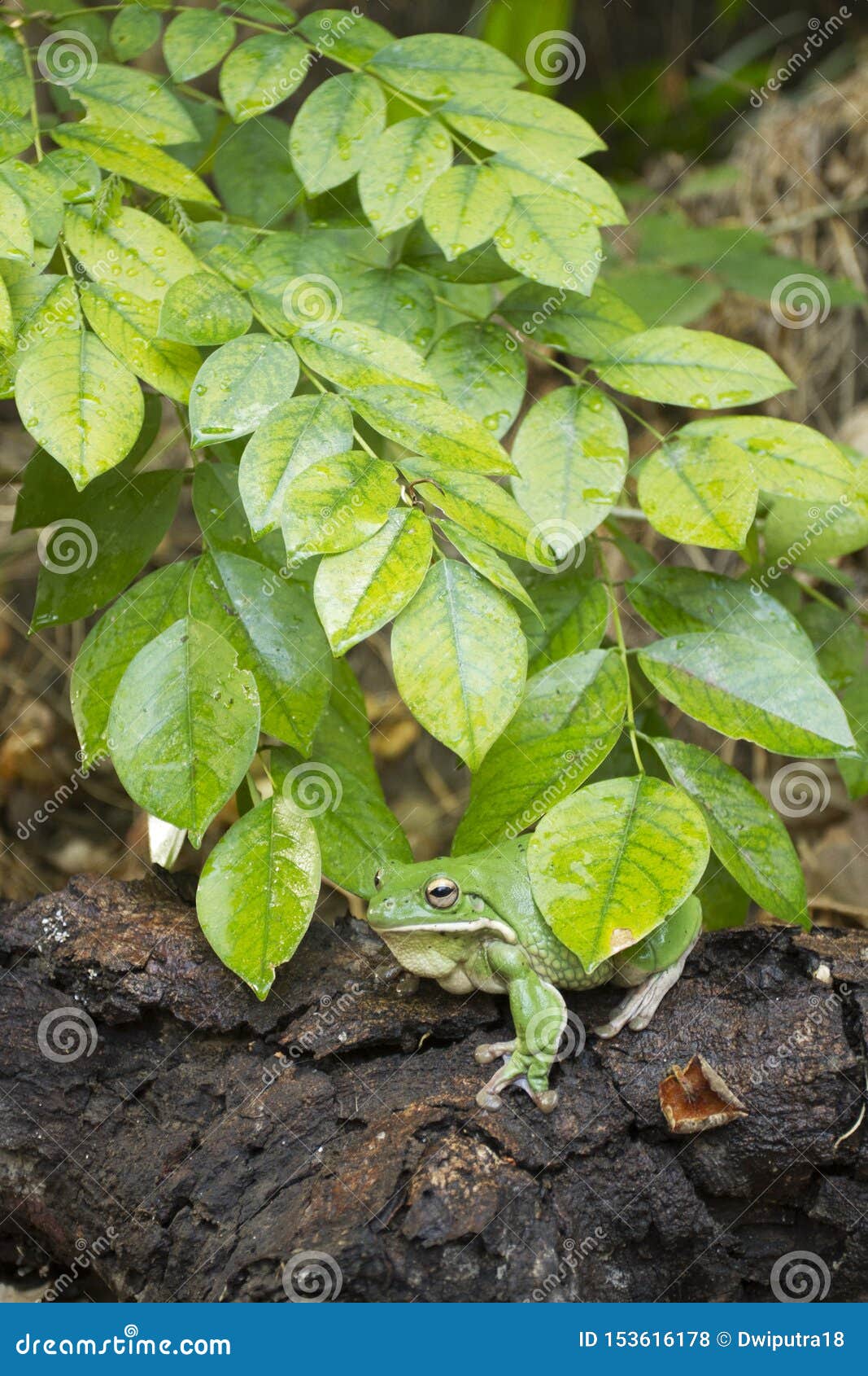 Dumpy Frog, Tree Frog, Papua Green Tree Frog Stock Photo - Image of ...