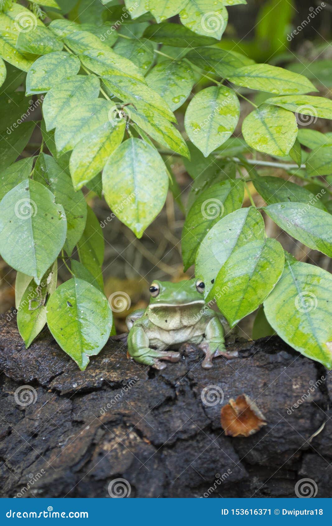 Dumpy Frog, Tree Frog, Papua Green Tree Frog Stock Image - Image of ...