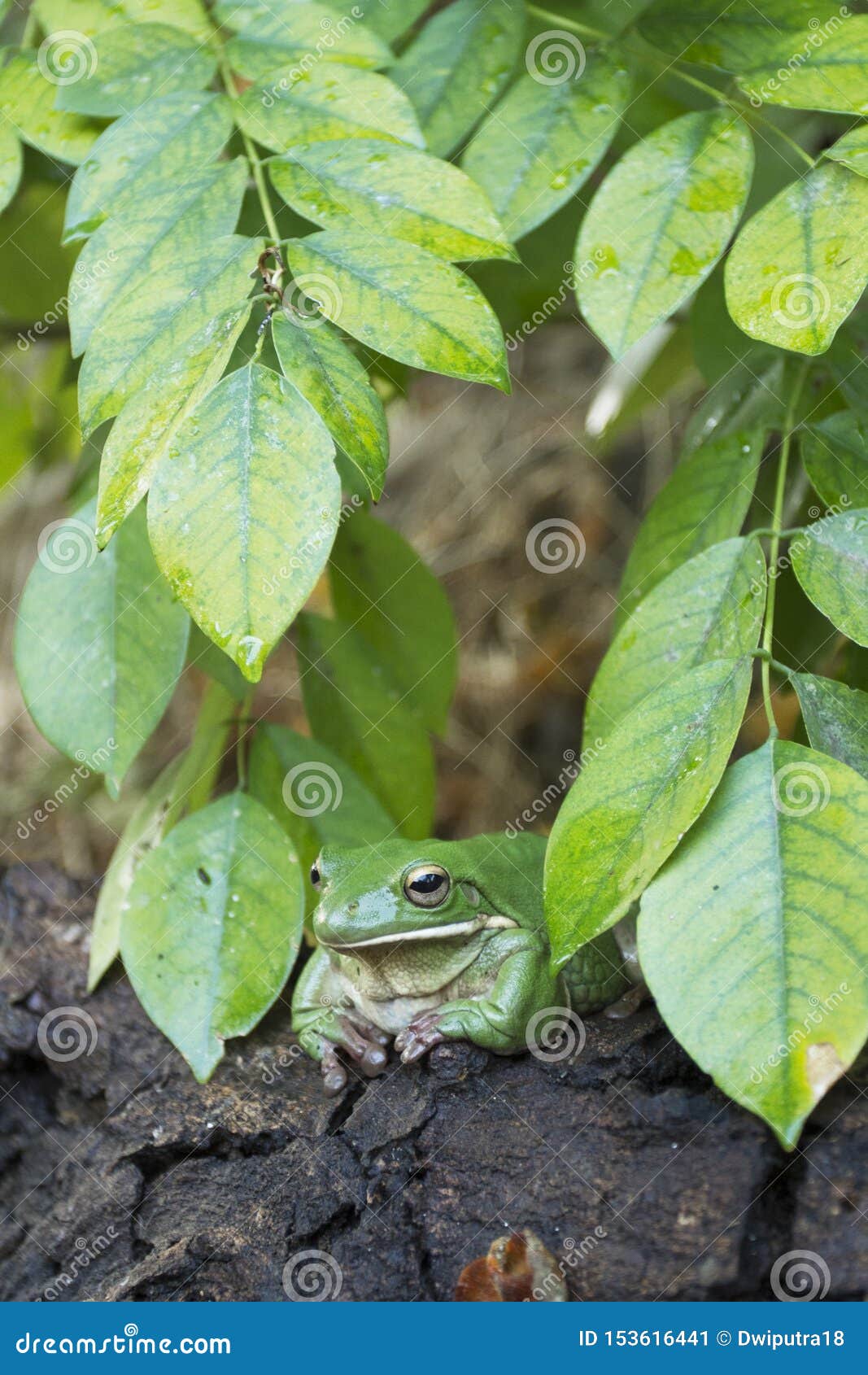 Dumpy Frog, Tree Frog, Papua Green Tree Frog Stock Image - Image of ...