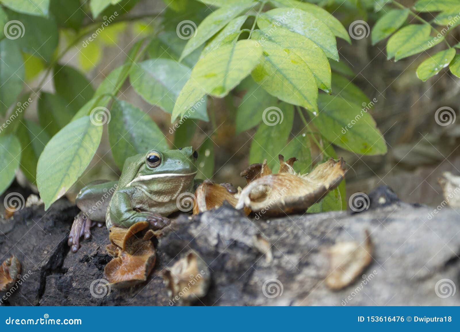Dumpy Frog, Tree Frog, Papua Green Tree Frog Stock Photo - Image of ...