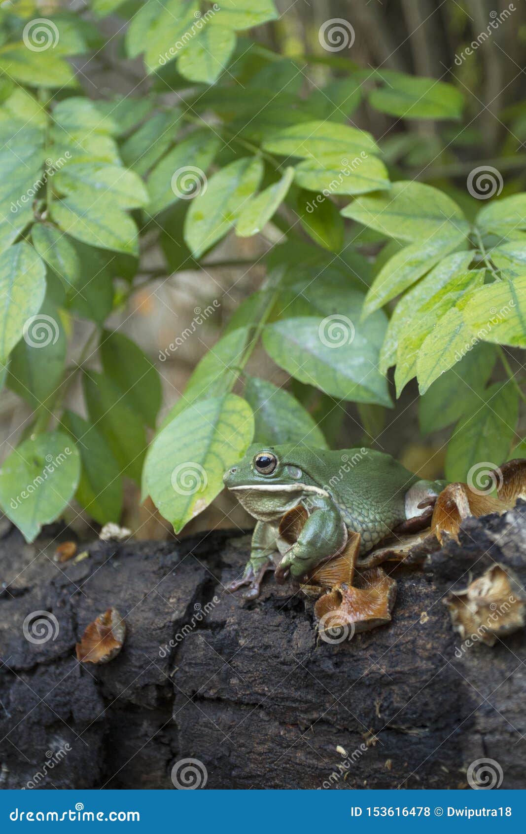 Dumpy Frog, Tree Frog, Papua Green Tree Frog Stock Photo - Image of ...