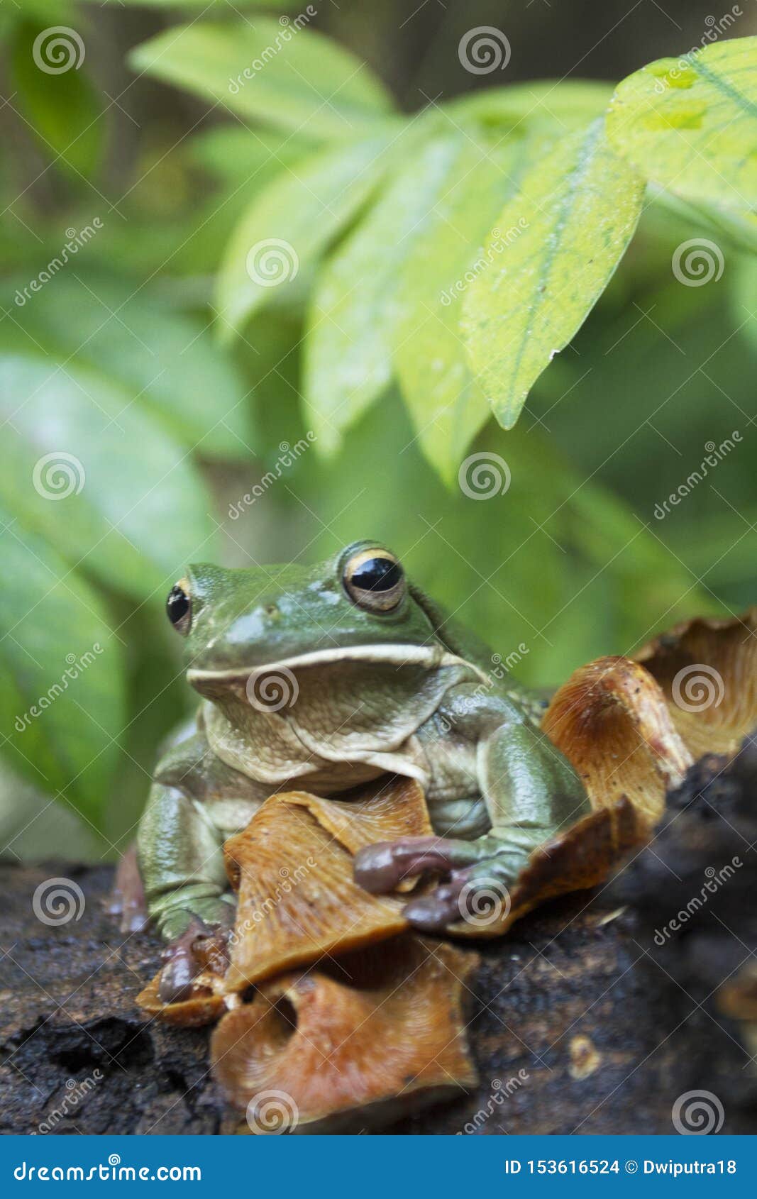 Dumpy Frog, Tree Frog, Papua Green Tree Frog Stock Photo - Image of ...
