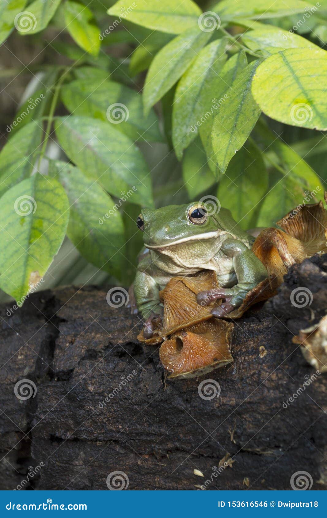 Dumpy Frog, Tree Frog, Papua Green Tree Frog Stock Photo - Image of ...