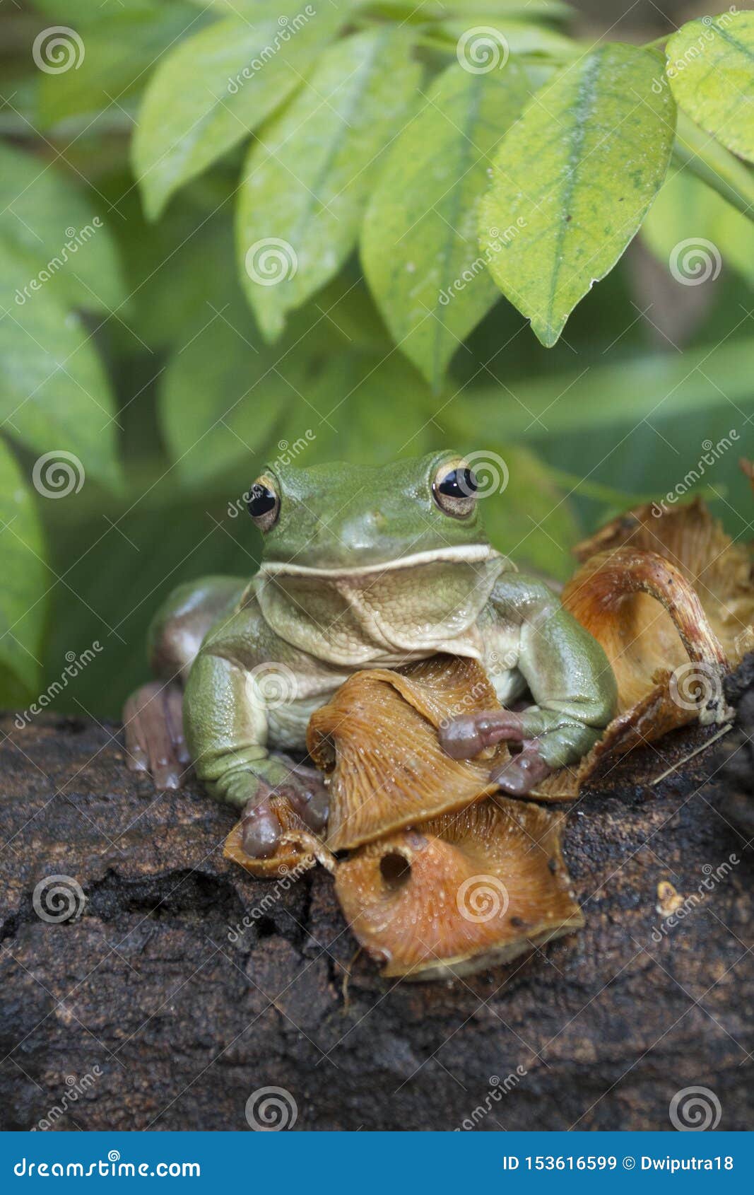 Dumpy Frog, Tree Frog, Papua Green Tree Frog Stock Image - Image of ...