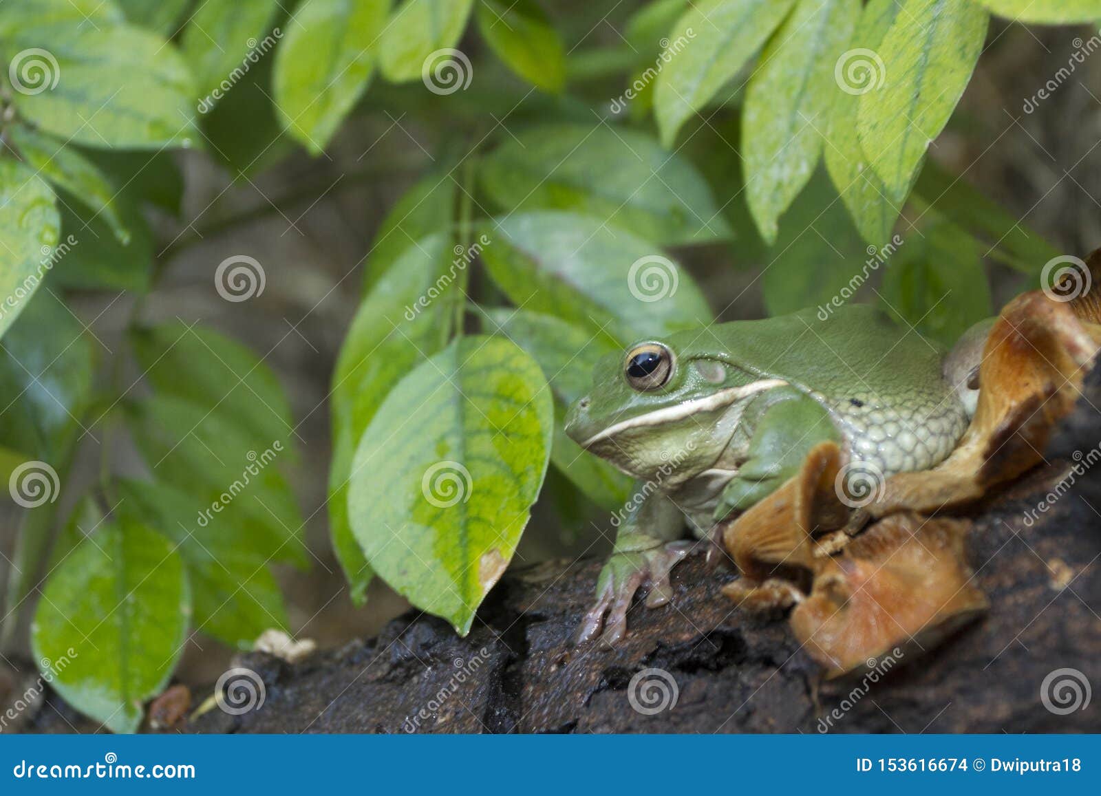 Dumpy Frog, Tree Frog, Papua Green Tree Frog Stock Photo - Image of ...