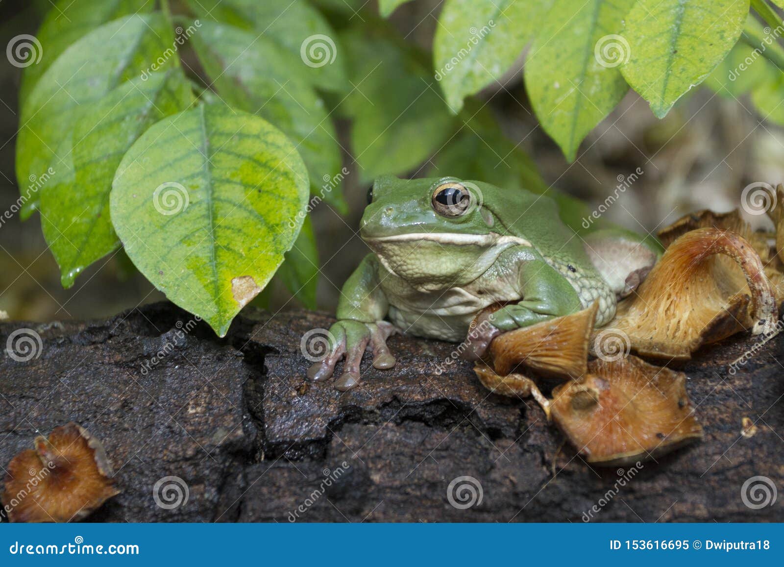 Dumpy Frog, Tree Frog, Papua Green Tree Frog Stock Image - Image of ...