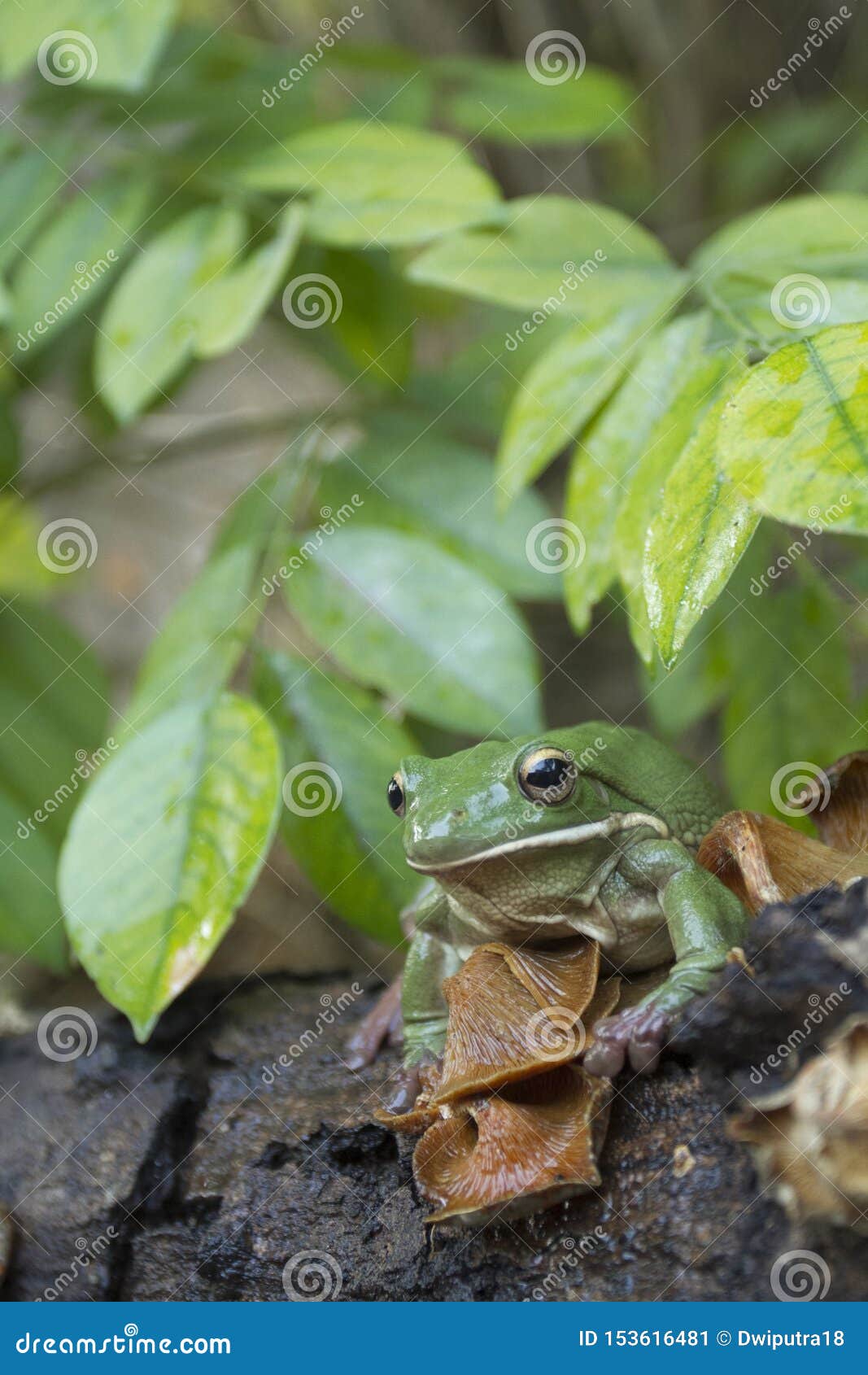Dumpy Frog, Tree Frog, Papua Green Tree Frog Stock Image - Image of ...