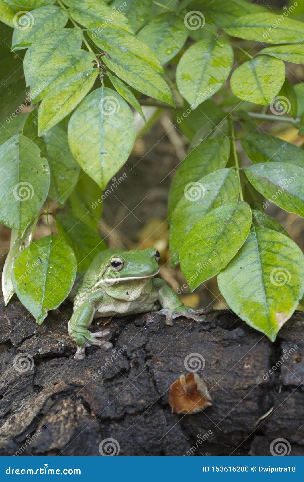 Dumpy Frog, Tree Frog, Papua Green Tree Frog Stock Photo - Image of ...