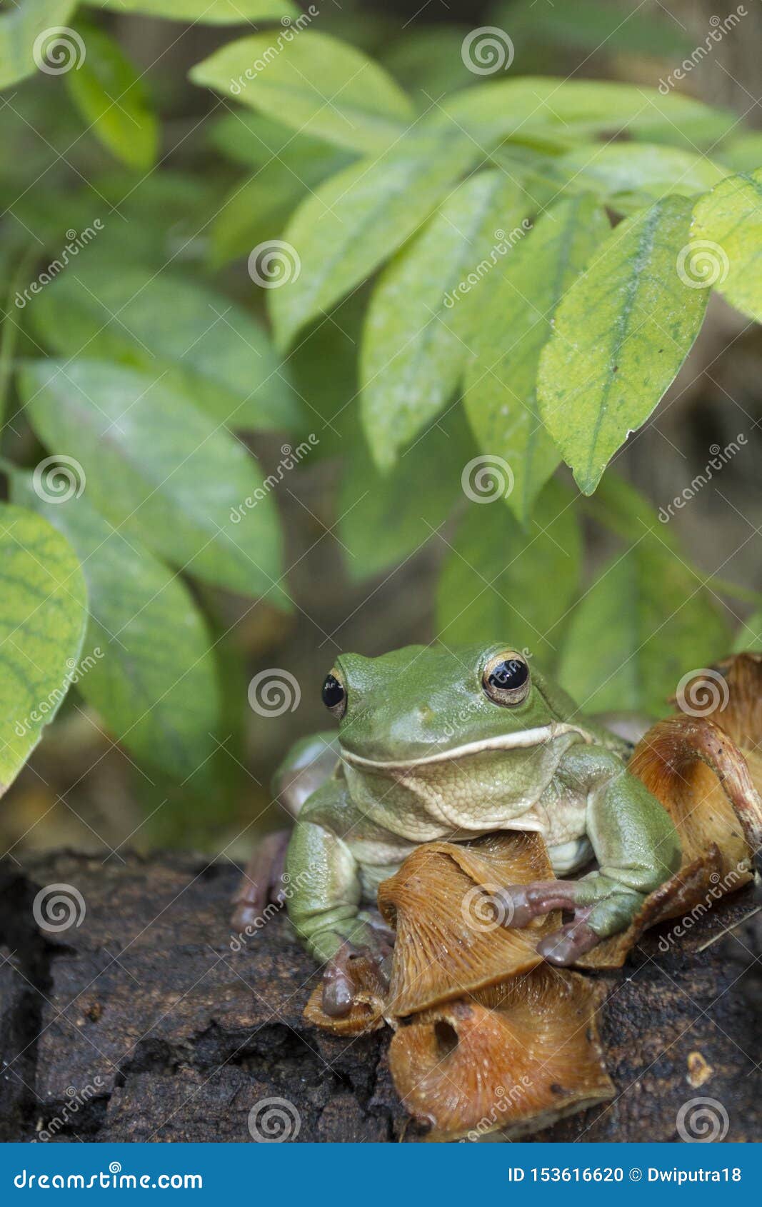 Dumpy Frog, Tree Frog, Papua Green Tree Frog Stock Photo - Image of ...