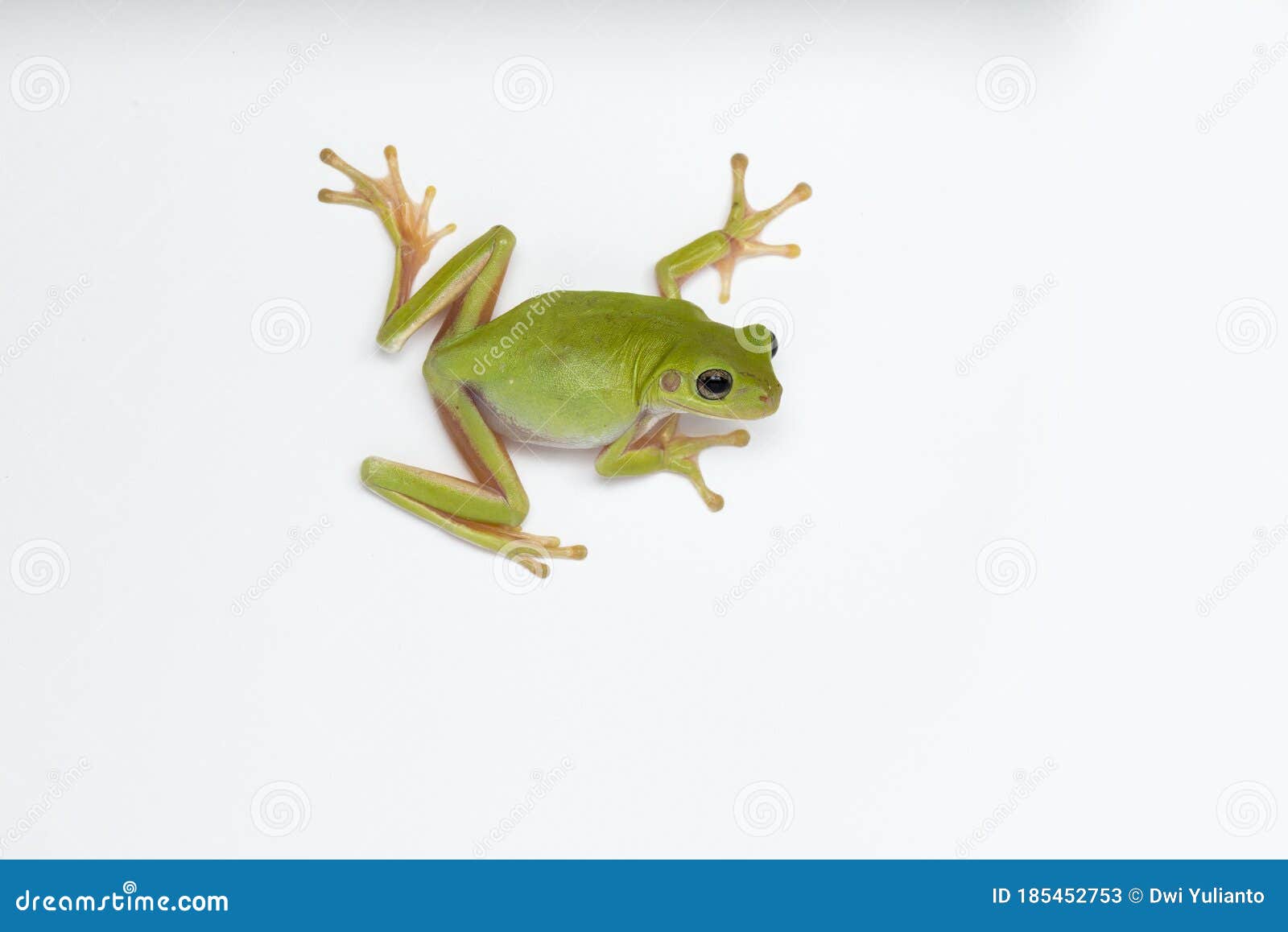 Dumpy Frog on White Background Stock Image - Image of tropical, lizard ...