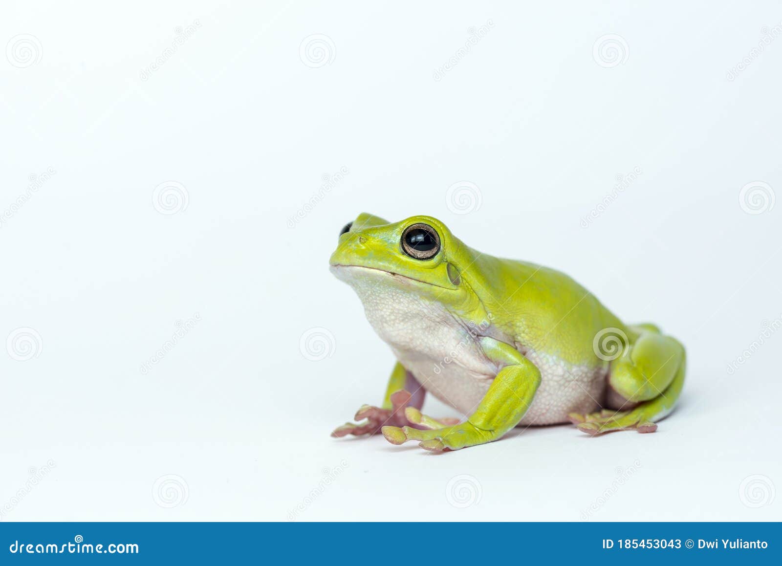Dumpy Frog on White Background Stock Image - Image of batam, croocodile ...
