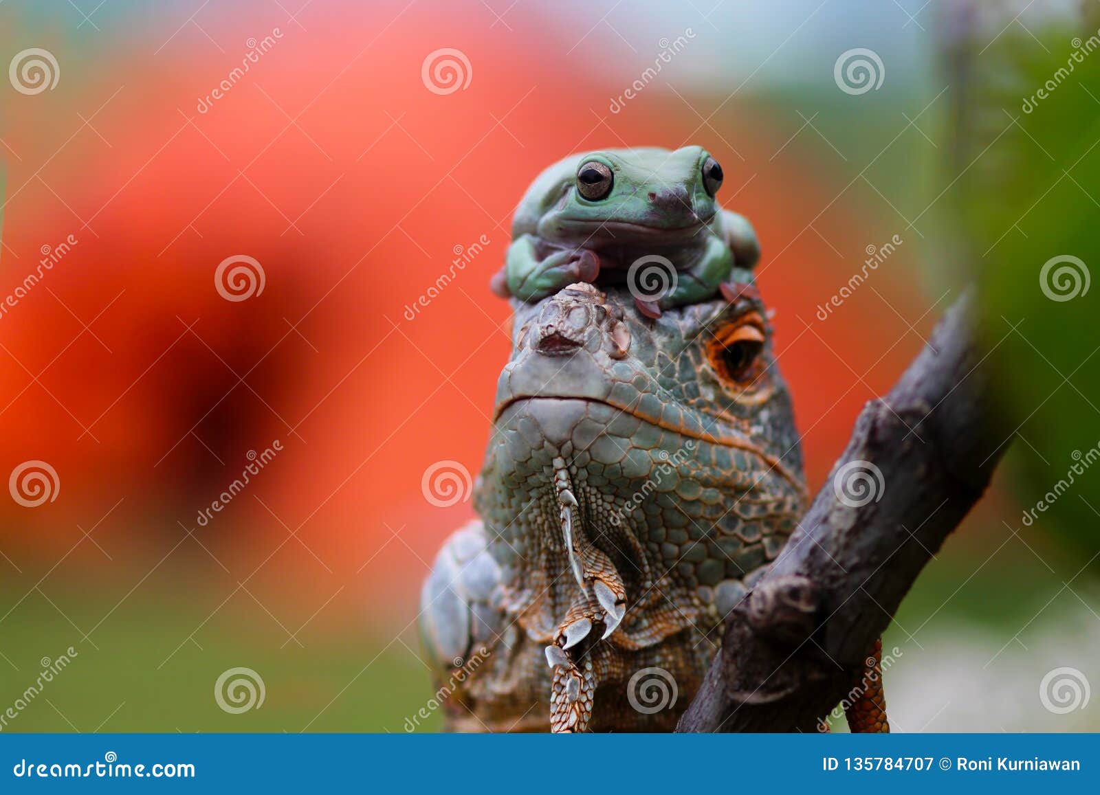 Dumpy Frogs and Iguanas on Tree Branches Stock Image - Image of insects ...