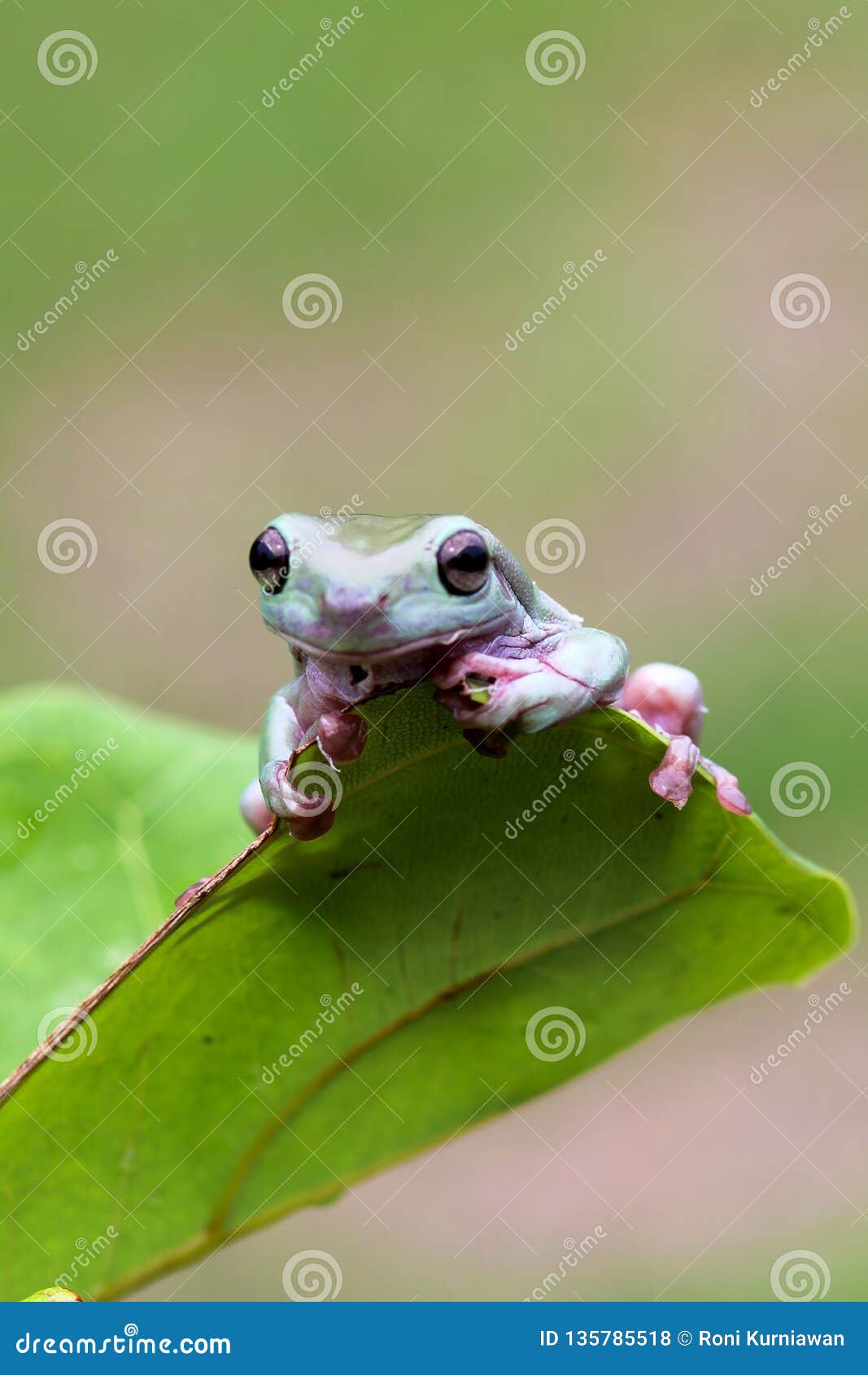 Dumpy Frogs, Dumpy Frogs on the Leaves Stock Photo - Image of jakarta ...