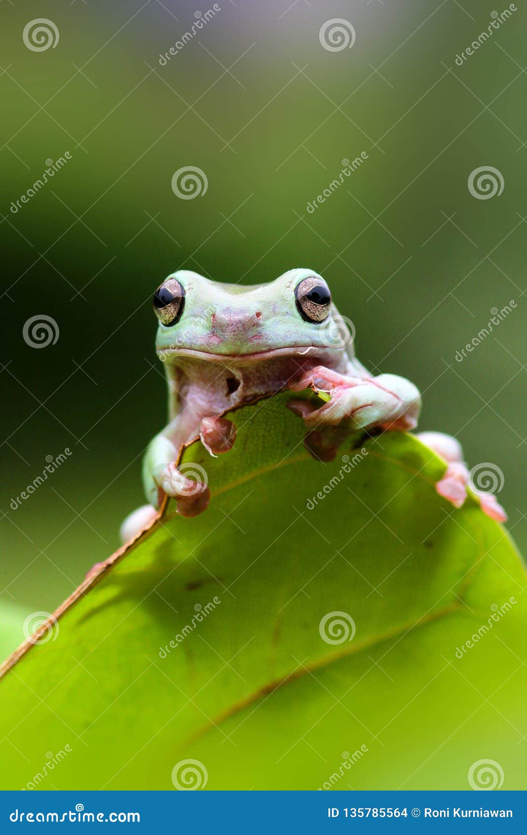 Dumpy Frogs, Dumpy Frogs on the Leaves Stock Photo - Image of green ...