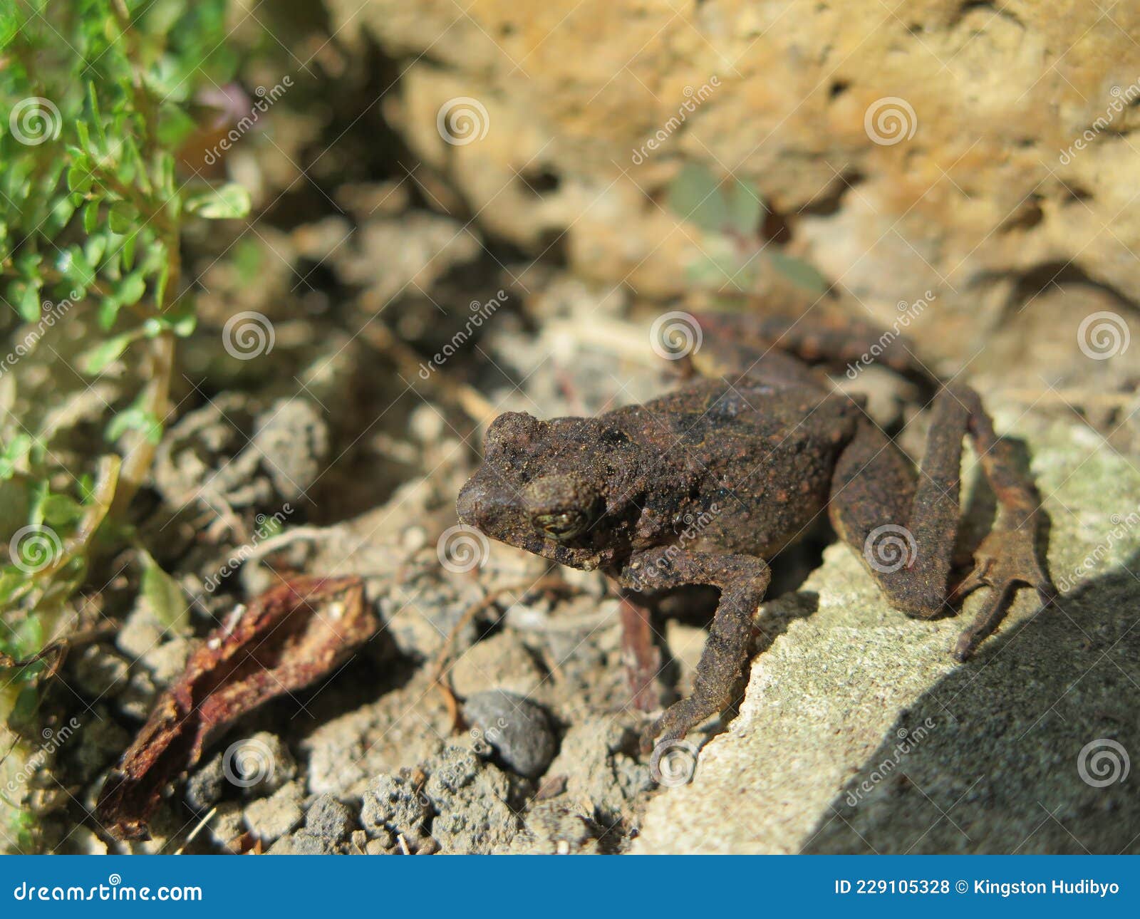 Cross toad exotic wildlife stock photo. Image of nature - 229105328