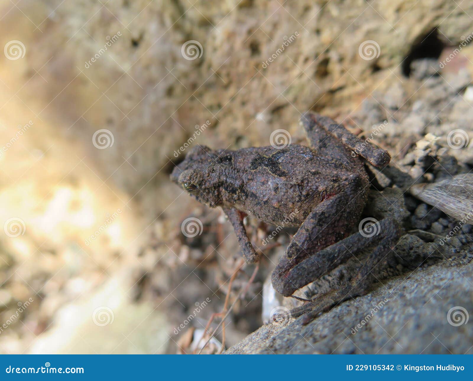 Cross toad exotic wildlife stock photo. Image of reptile - 229105342