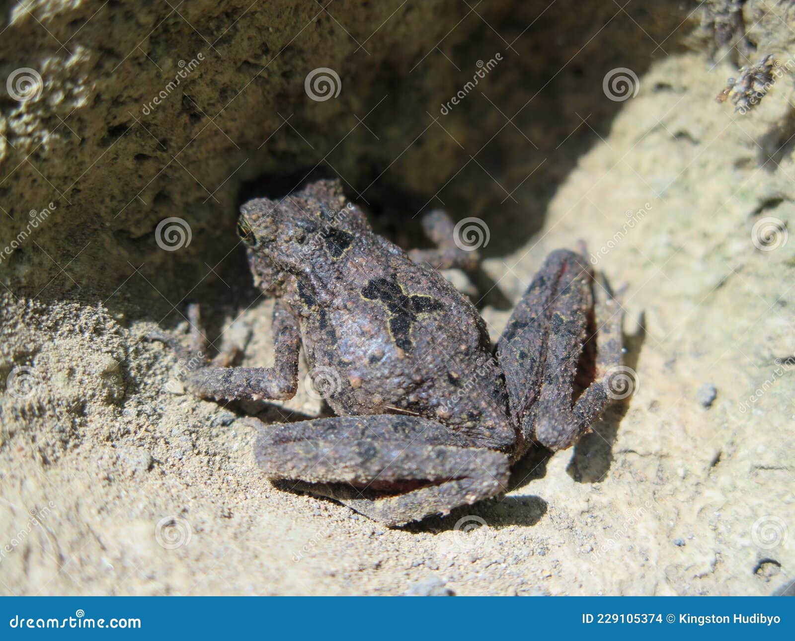 Cross toad exotic wildlife stock photo. Image of snake - 229105374