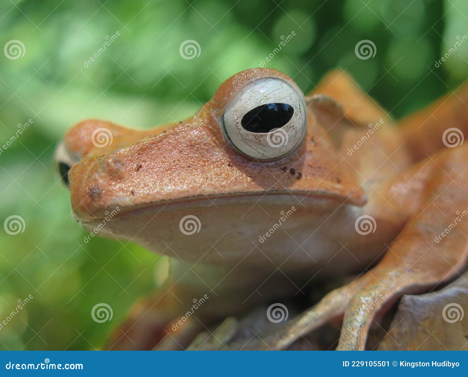 Giant tree frog stock image. Image of insect, toad, frog - 229105501