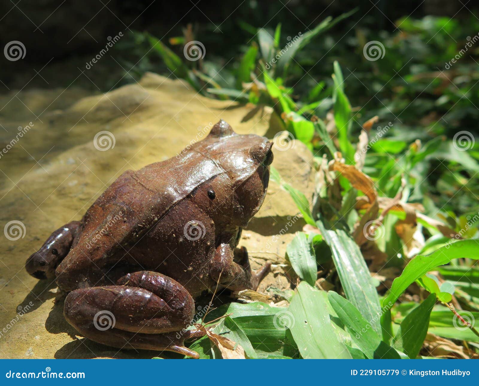 Javanese Horned Frog Exotic Wildlife Leaf Stock Image - Image of lizard ...