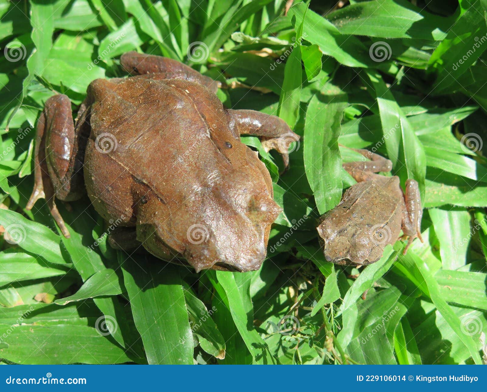 Javanese Horned Frog Exotic Wildlife Leaf Stock Photo - Image of ...
