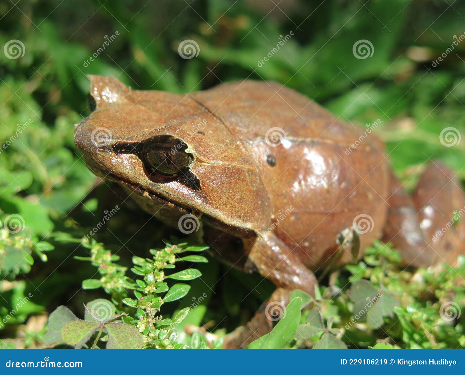 Javanese Horned Frog Exotic Wildlife Leaf Stock Image - Image of ...