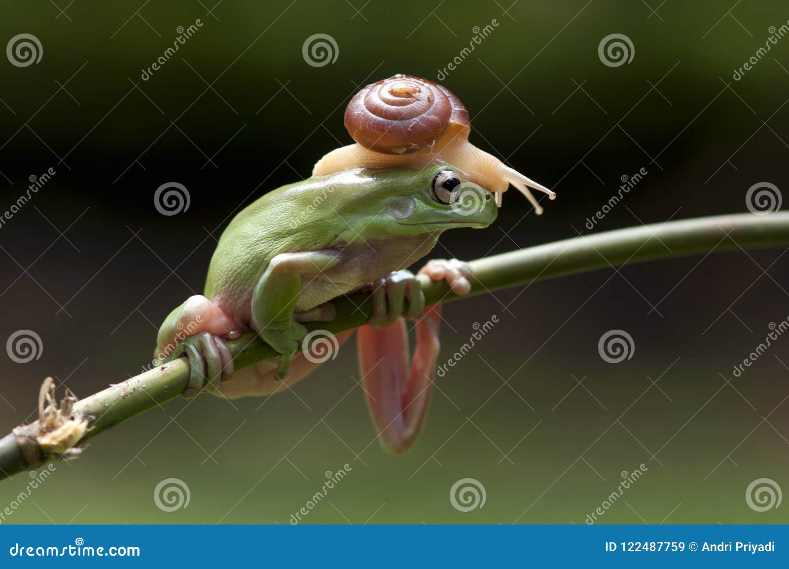 Dumpy tree frog stock image. Image of dumpy, macro, frogs - 122487759