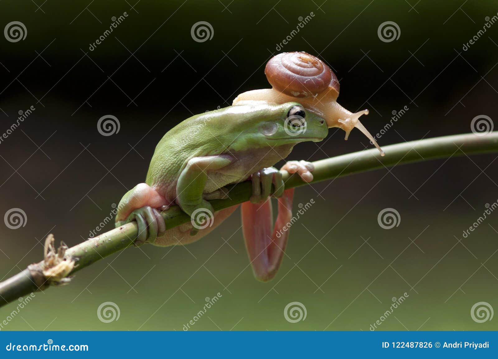 Dumpy tree frog stock photo. Image of animals, frog - 122487826