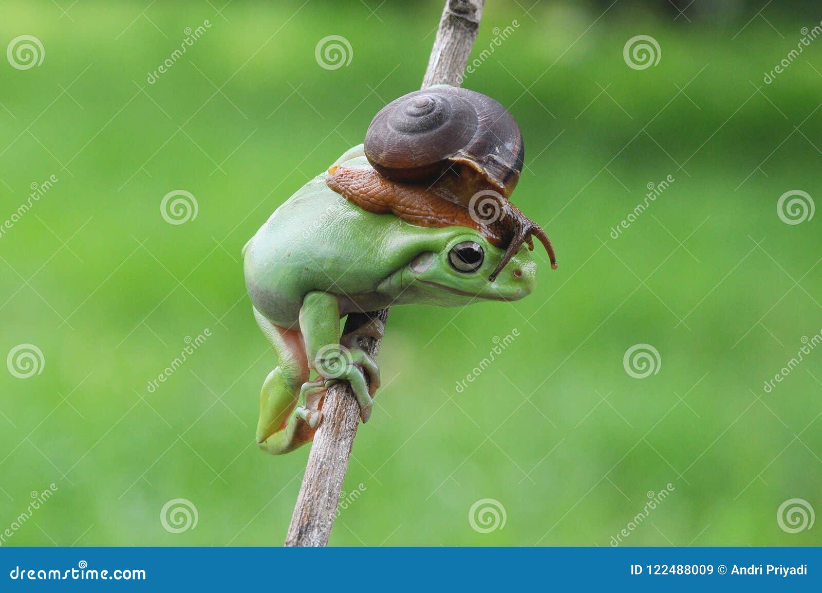 Dumpy tree frog stock image. Image of frog, animals - 122488009